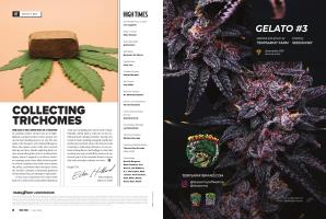 Welcome to the Complete High Times Archive